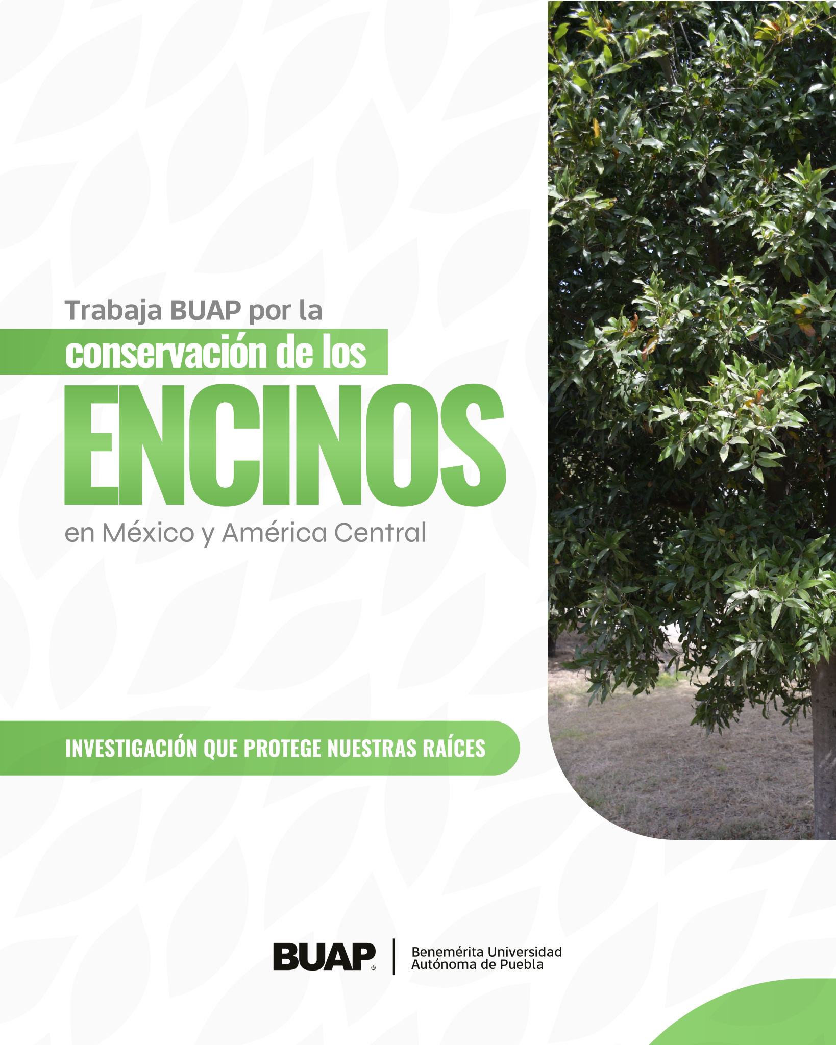 Trabaja BUAP para la conservación de encinos en México y América ...